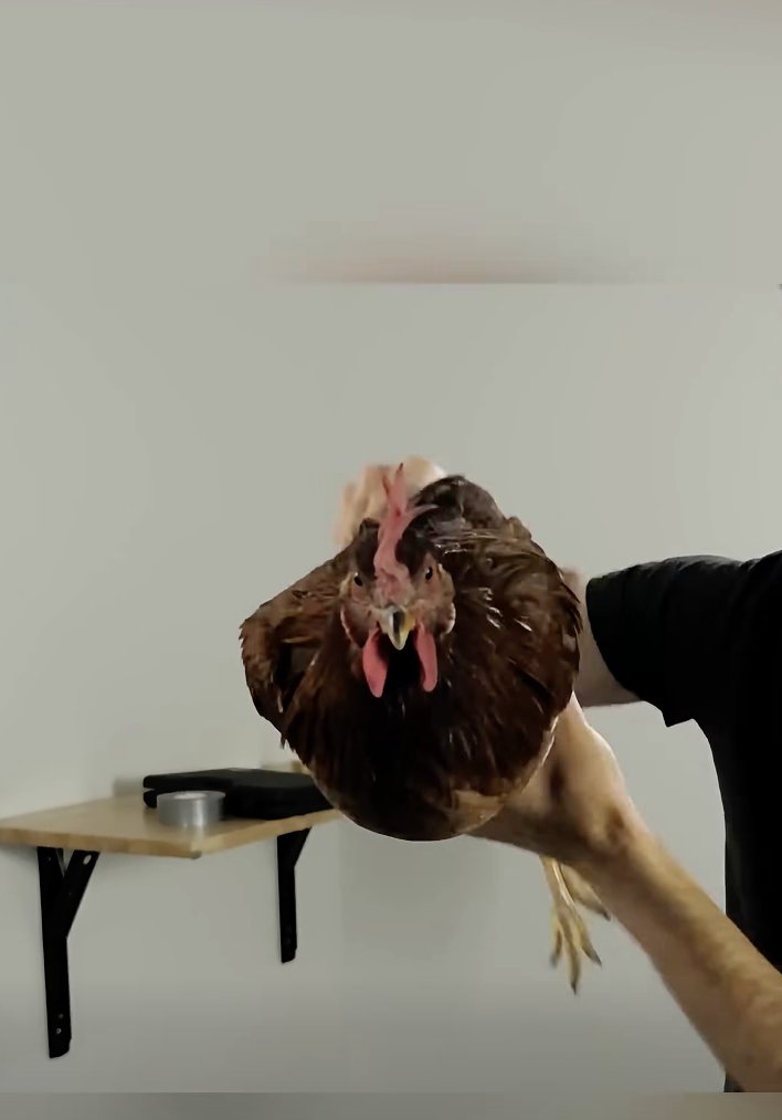 Chicken head tracking