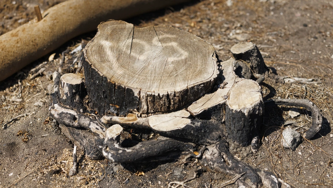 Environmental and safety impacts of tree stump removal