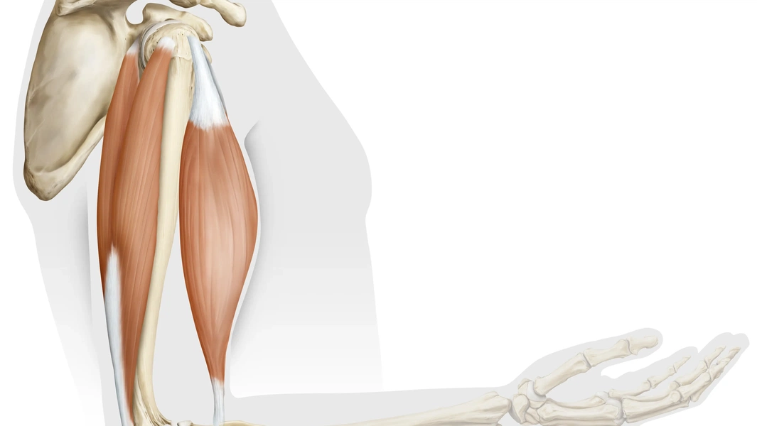 Elite bicep curl and strength benchmarks for seniors