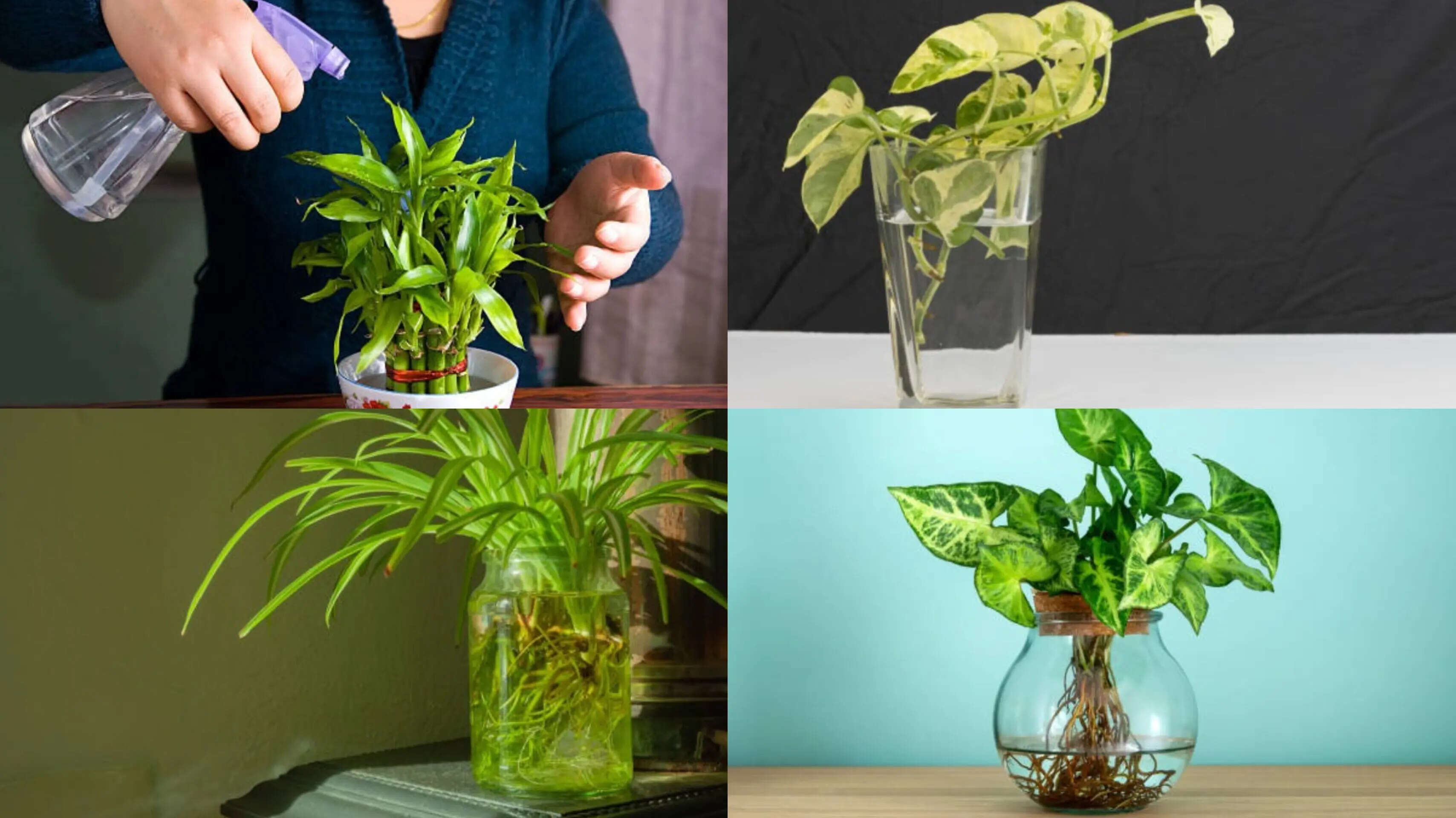7 gorgeous water plants you can grow in a glass jar to instantly ...