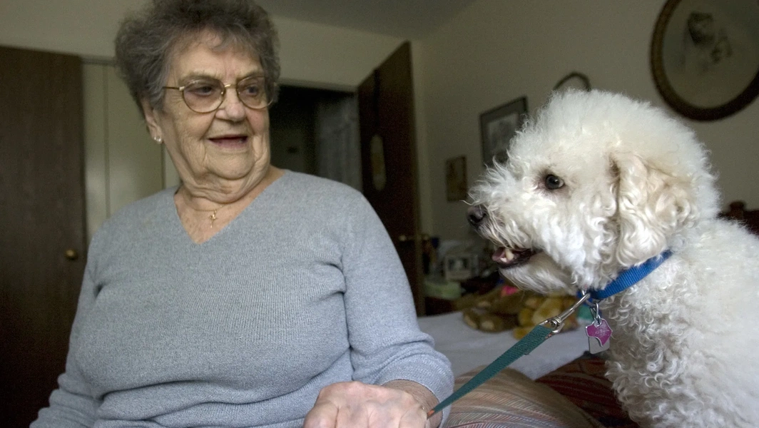 9 inspiring senior dog adoption journeys