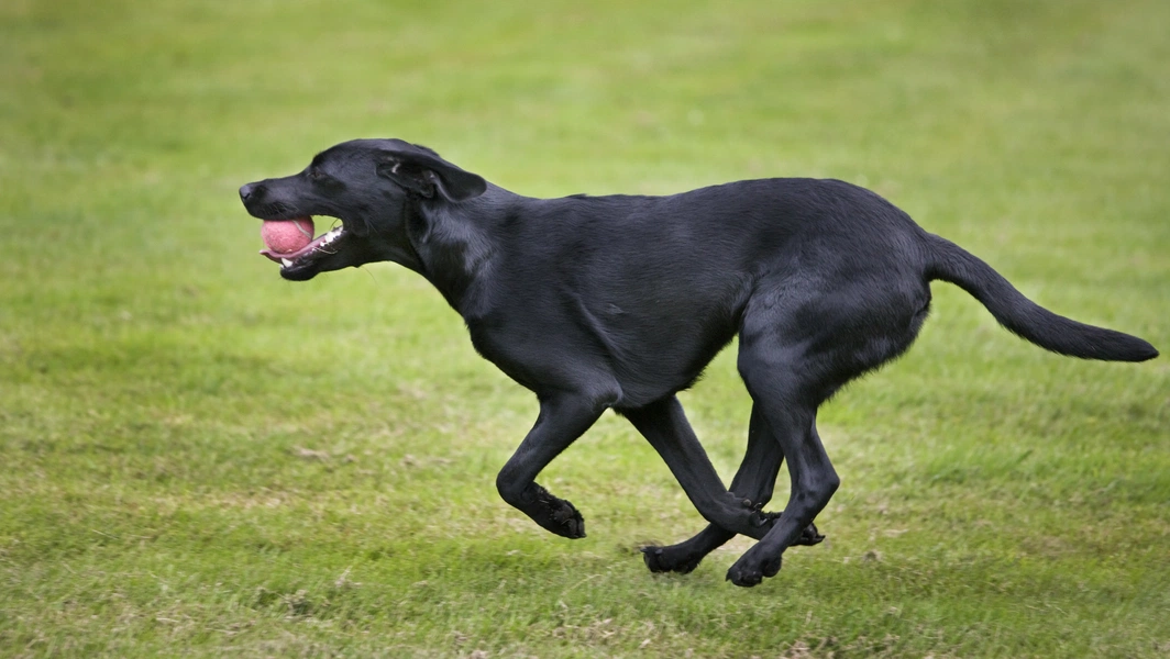 4 viral dog stories that melted hearts