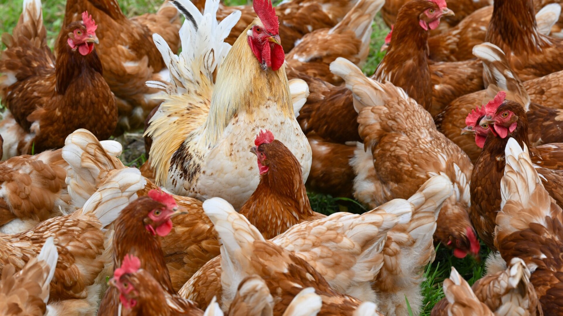 Bird flu case ‘incredibly concerning’ for poultry production amid cost ...