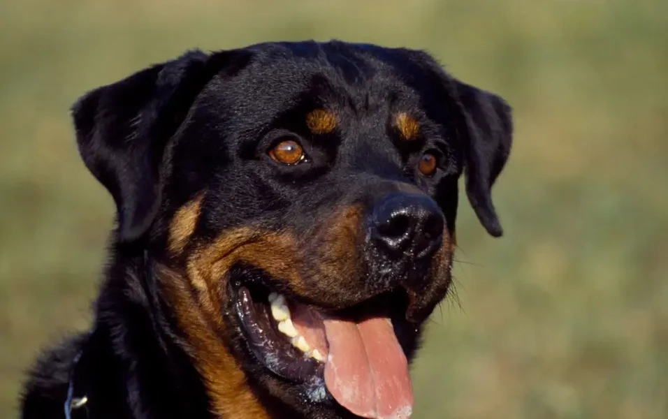 Raising a happy, confident Rottweiler puppy