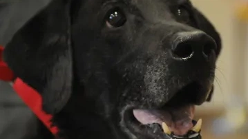 13 best black dog names for 2026