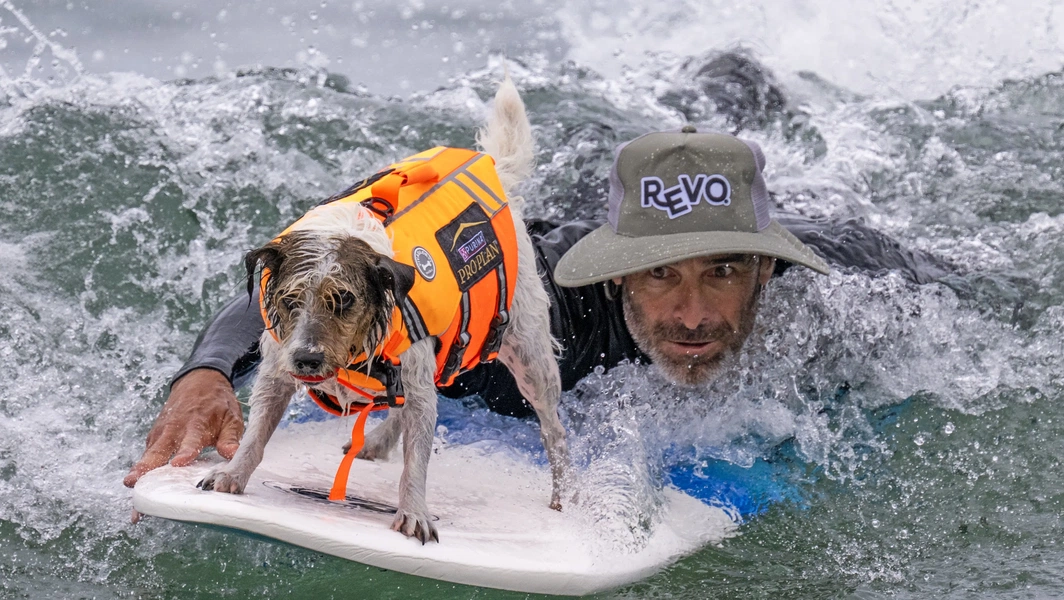8 remarkable moments in dog surfing history