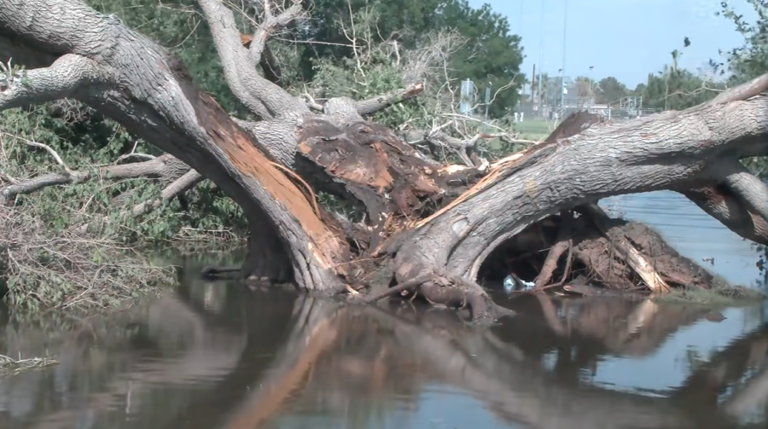 Large tree at Eastwood Park splits after storm