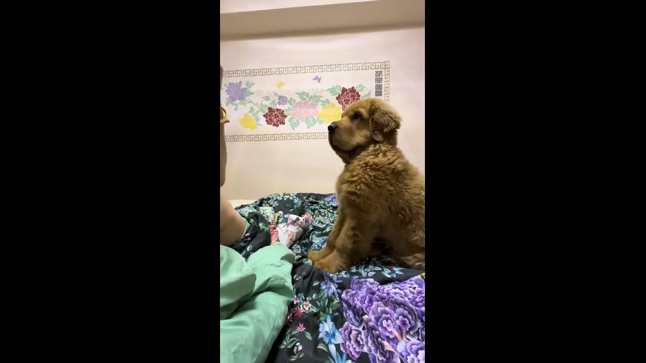 Dog slaps owner after missed kiss!