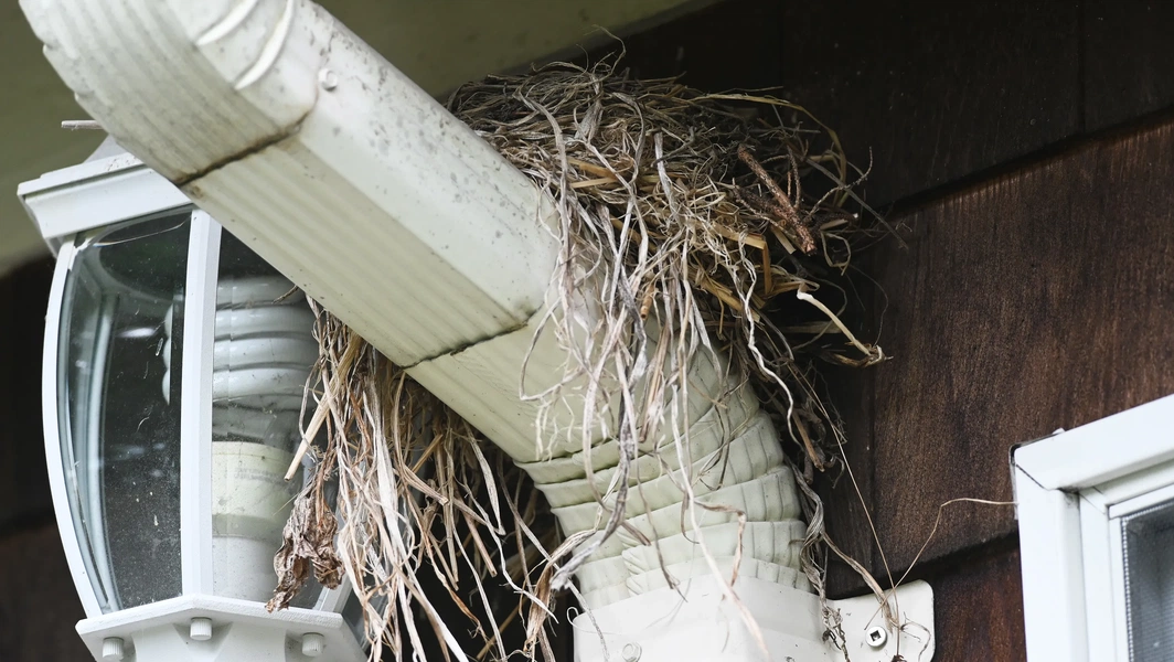 Safe and legal bird nest removal from gutters