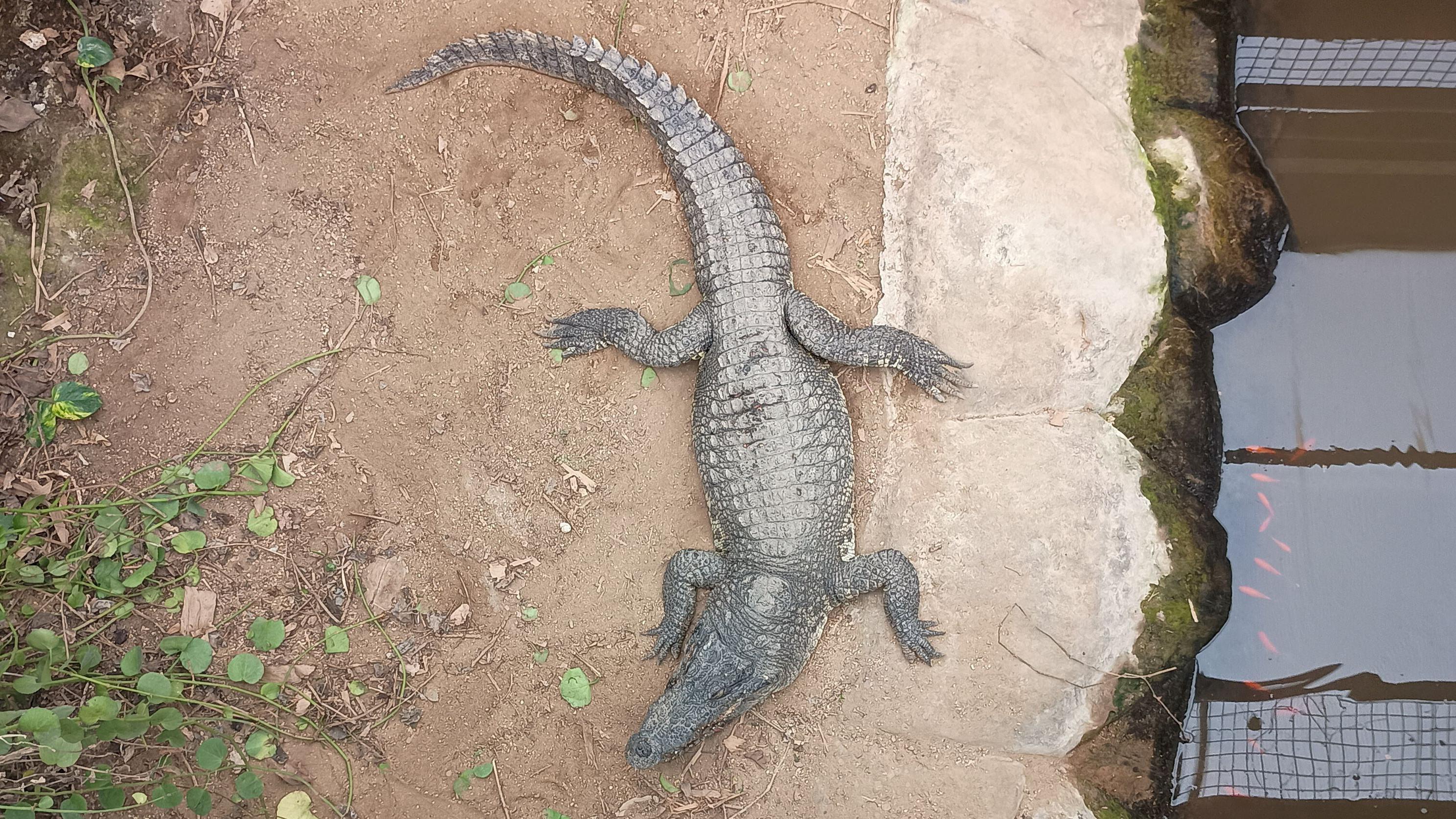 Everything we know so far about crocodile attack at zoo