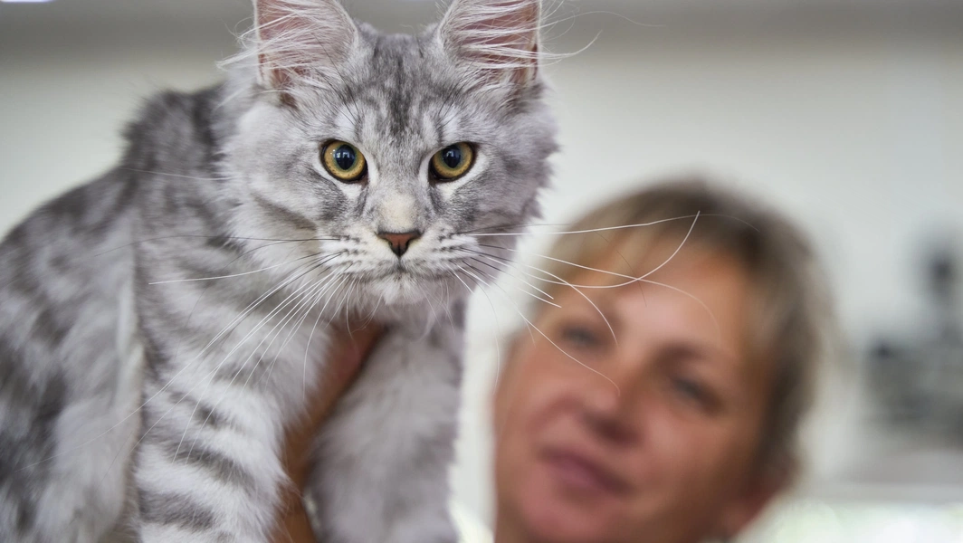 Maine coon paws, growth, and unique traits