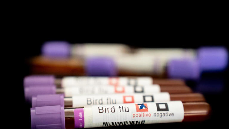 ‘Uncertain chapter’: Deadly bird flu detected