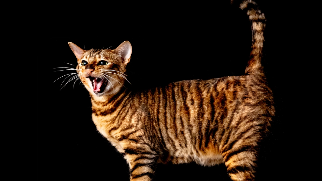 11 common habits that stress out cats
