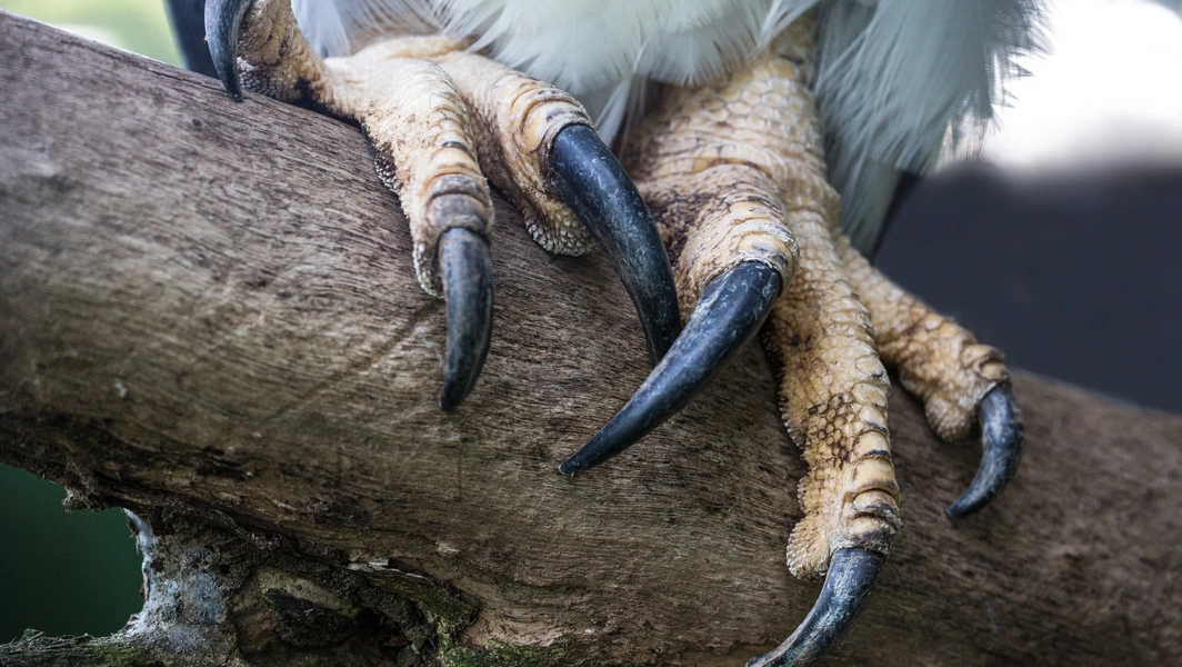 5 eagles with extraordinary talon power