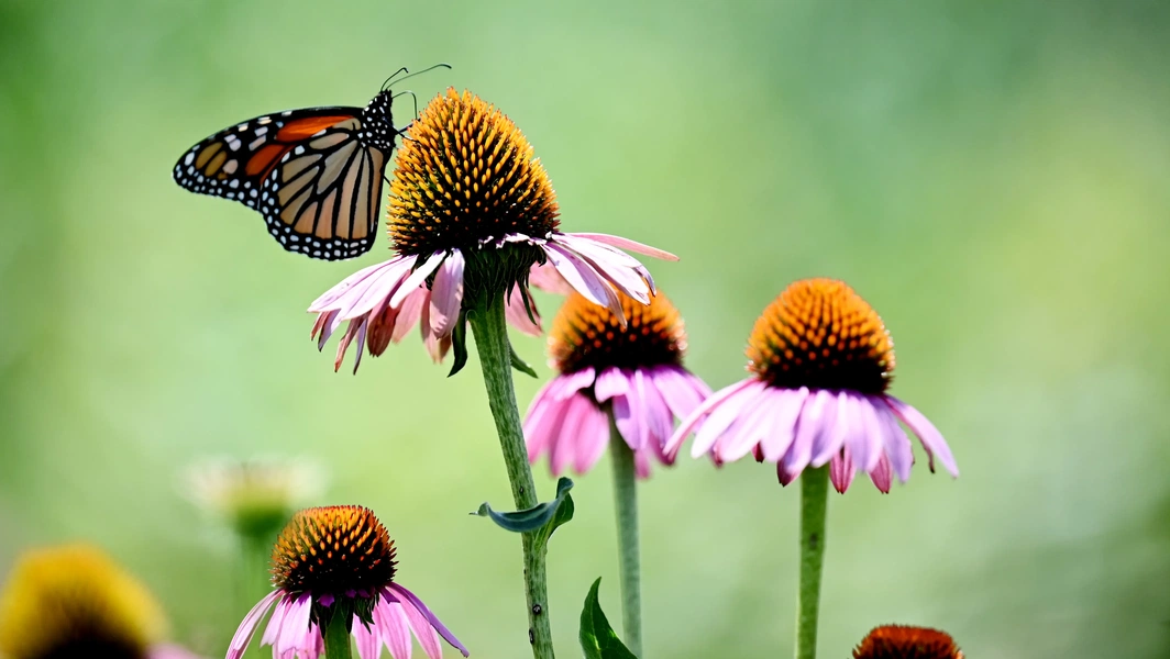 Monarch magic and the race to save them