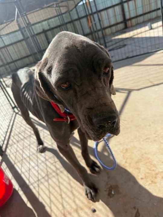 ‘People are leaving their animals behind’: Ruffneck Rescue tackles ...