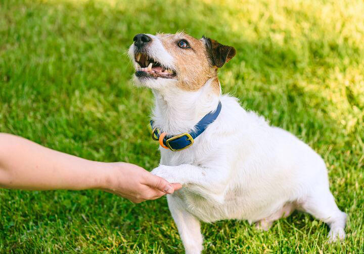 A new study shows you how to tell if your dog is left- or right-pawed