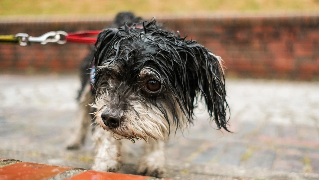 Why some dogs dislike getting their paws wet