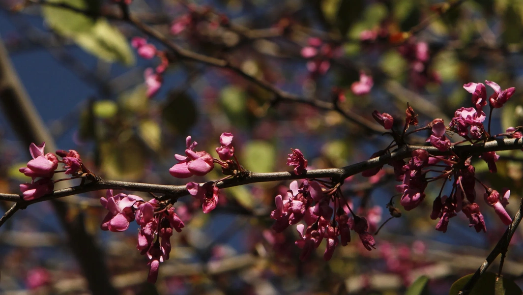 12 low-maintenance pink trees that attract hummingbirds