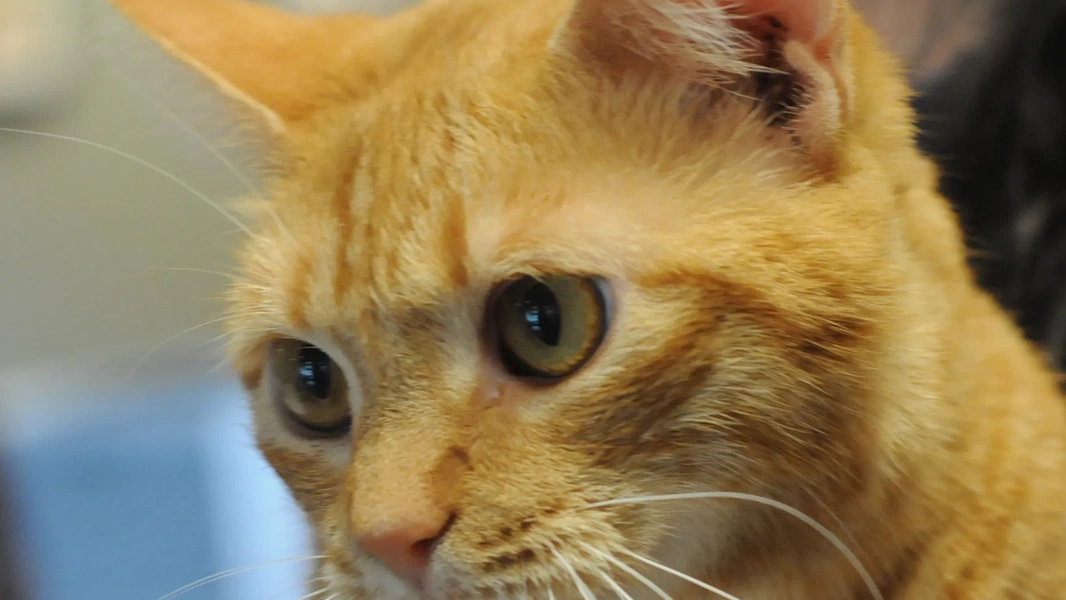 15 fun facts and memes about orange cats