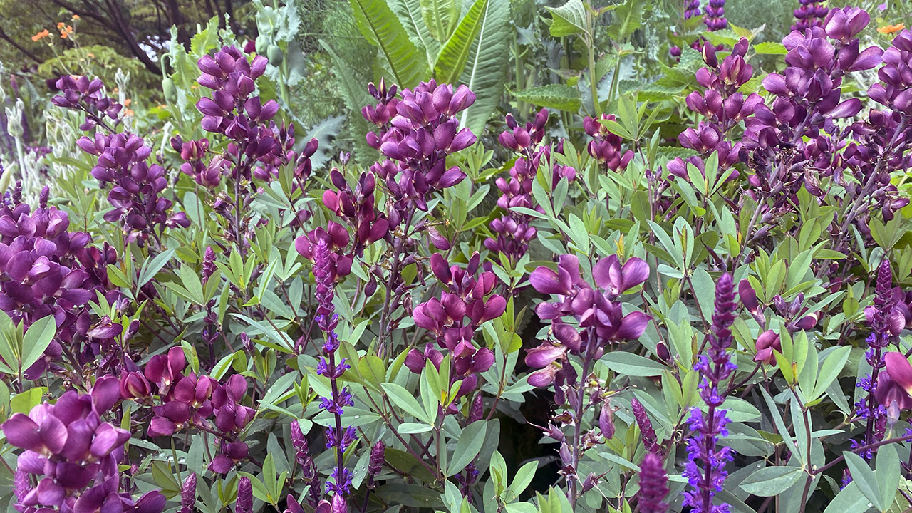 Burgundy blast baptisia transforms gardens with purple flowers