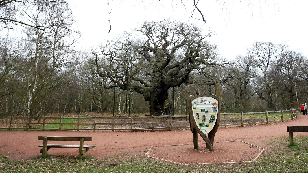 Major Oak’s death marks end of 1,200-year-old legend