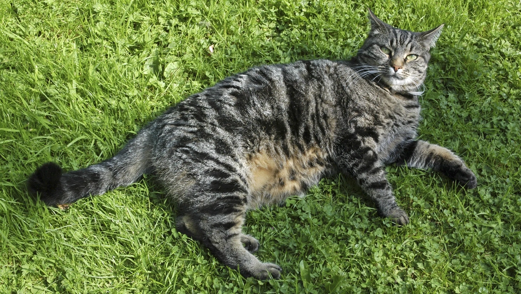 Understanding cat sensitivities and body language