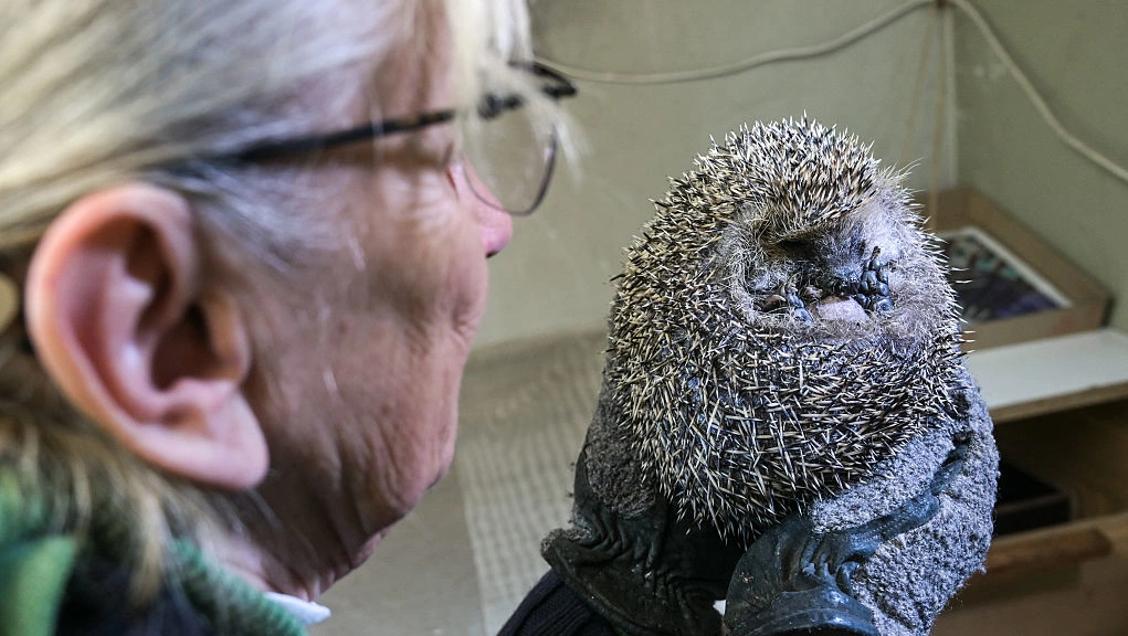 How to make your garden a hedgehog haven
