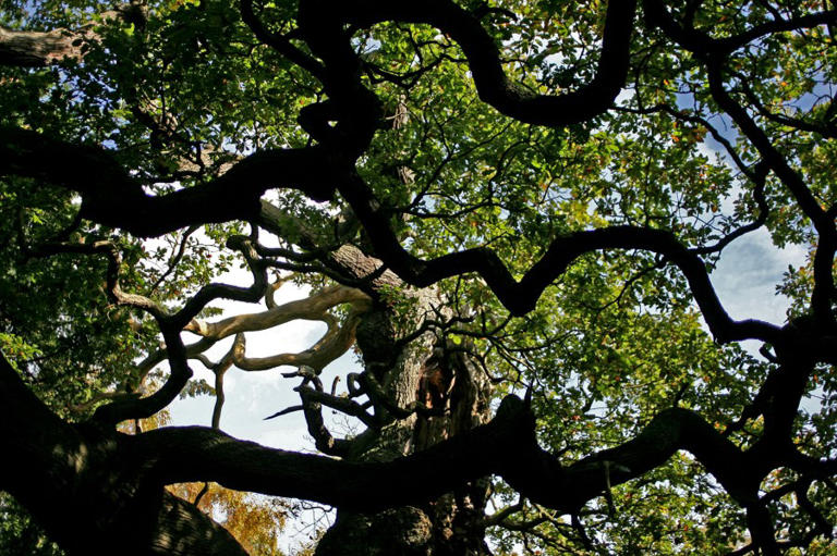 Ancient oak tree said to have sheltered Robin Hood dies after 1,200 years