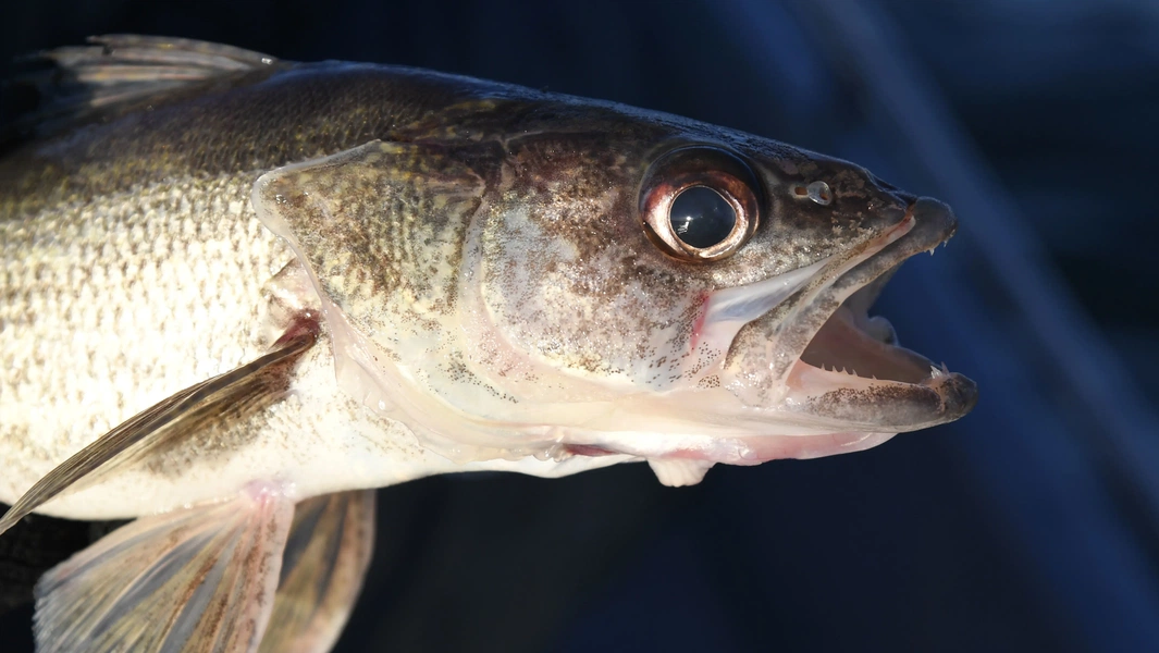 Walleye biology, habitat, and fishing insights