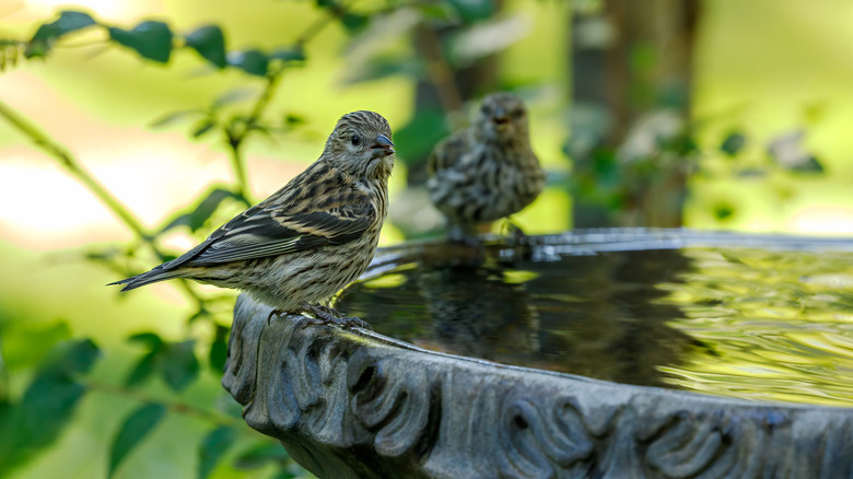 Plant this easy-to-grow flower by your birdbath to attract birds ...