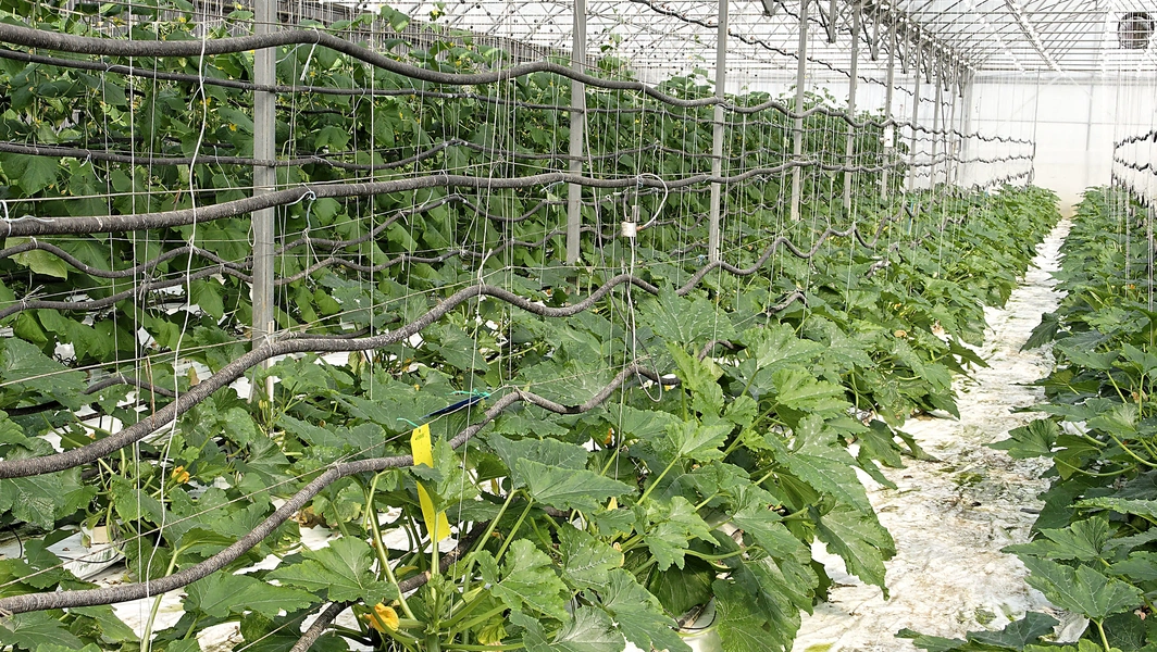 How to avoid common zucchini growing and cooking errors