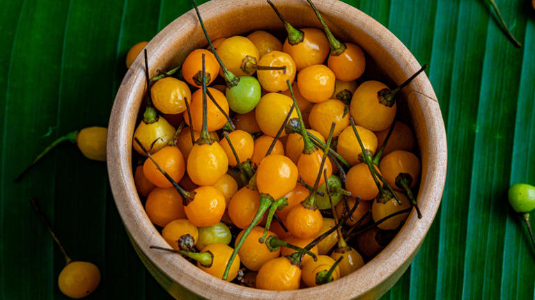 13 unique heirloom peppers you need to plant in your garden ASAP
