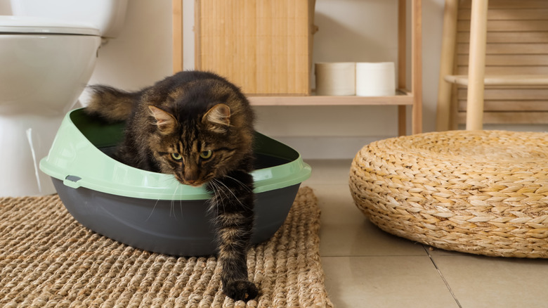 Costco's automatic litter box sounds like a cat owner's dream - but pet ...