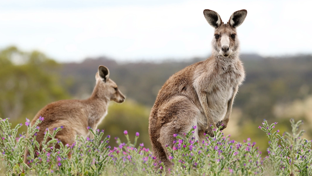 7 fascinating Australian wildlife discoveries and encounters
