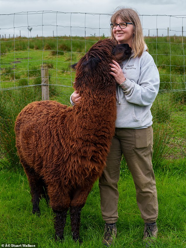 Elvis the alpaca isn't the King of Rock 'n' Roll... he's the King of ...