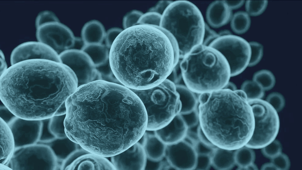 Drug-resistant Candida auris can linger on surfaces for weeks, experts ...