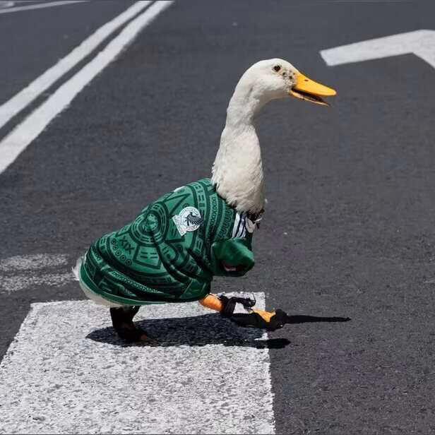 FIFA's most unexpected ambassador? Merlin, the duck fans believe is ...