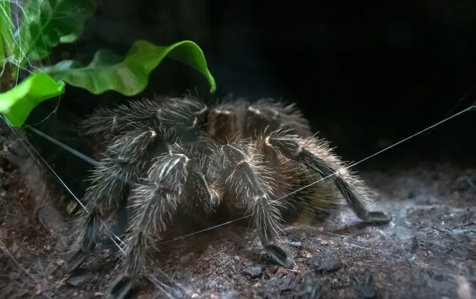 Goliath bird-eating spider revealed as rainforest apex ambush predator