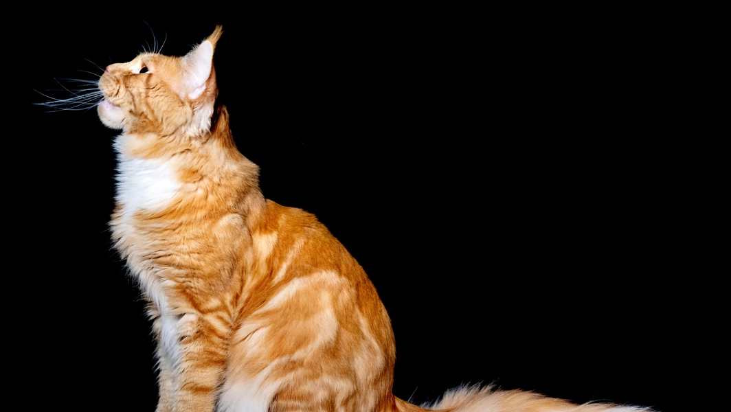 9 longest-living cat breeds and their care needs