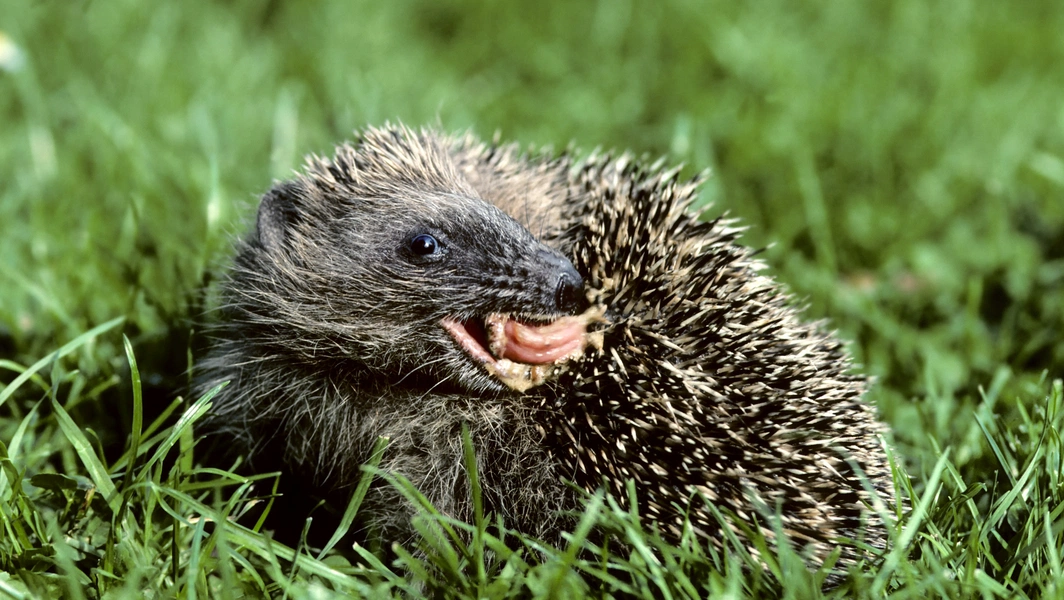 How to make your garden a hedgehog haven