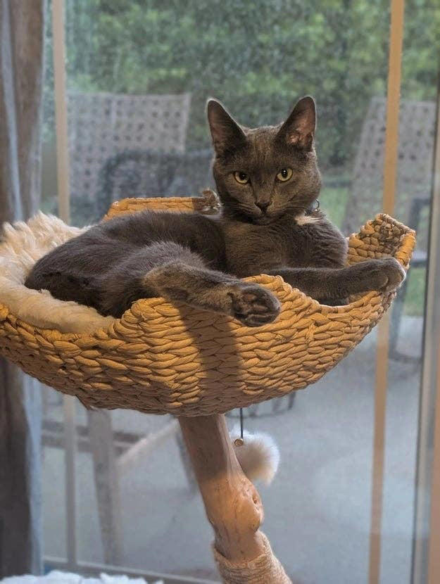 I splurged on a viral cat tree, and I love it as much as my cat