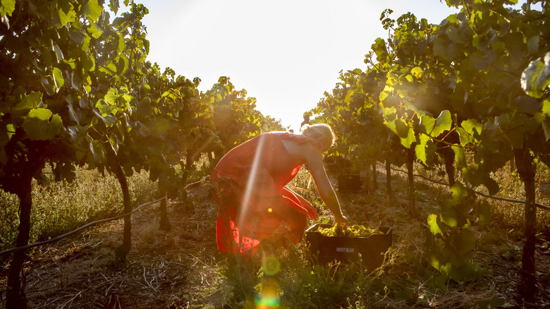Natural wine, explained by a sommelier