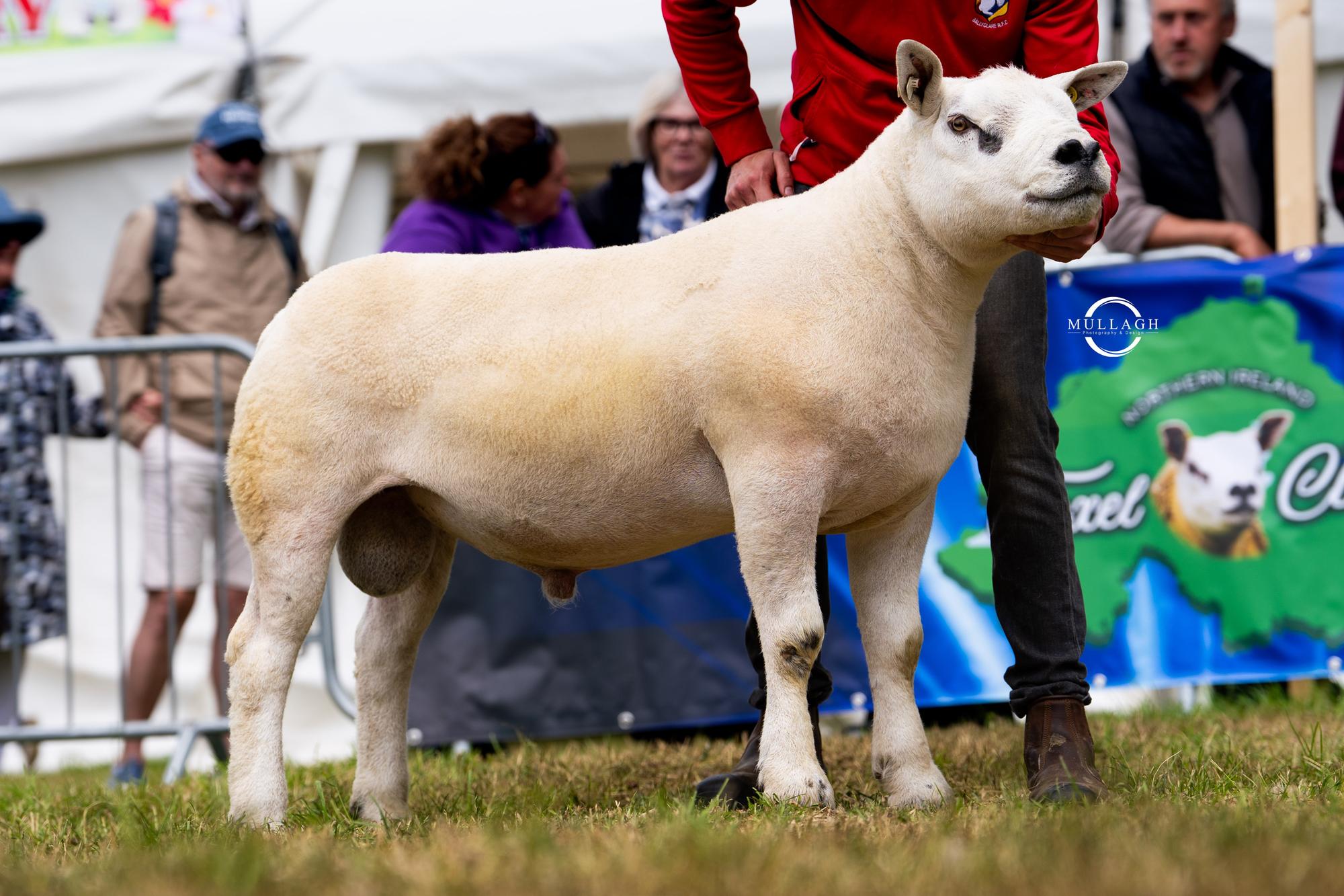 Corbo Flock claims Galloway & MacLeod and Provita Animal Health ...