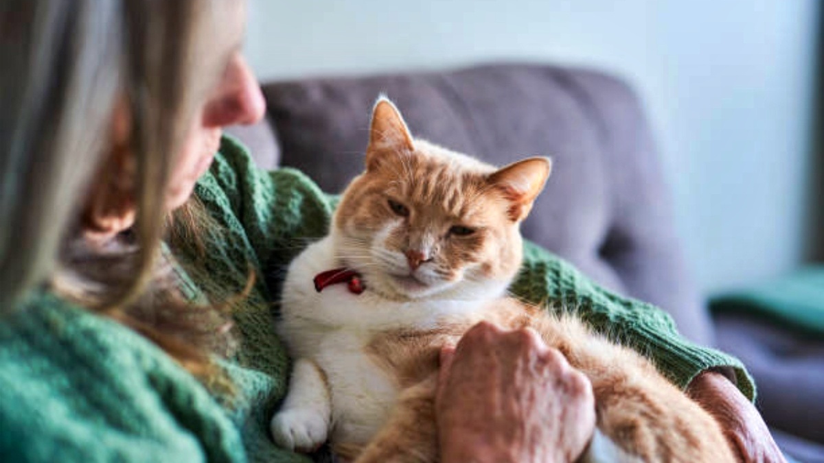 What it means when your cat snuggles up to you and stares, according to ...