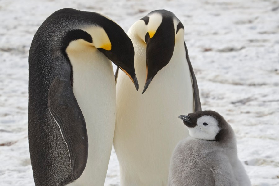 Meet the animal kingdom’s top dads