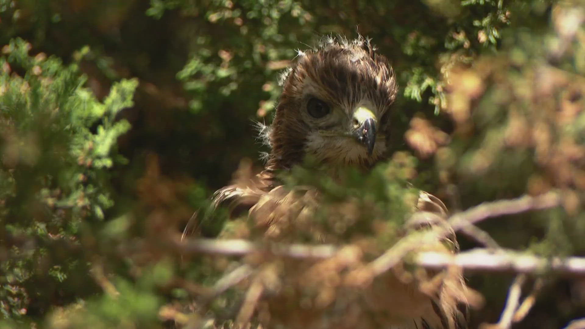 Red-tailed hawk named Tony moves into Aurora neighborhood