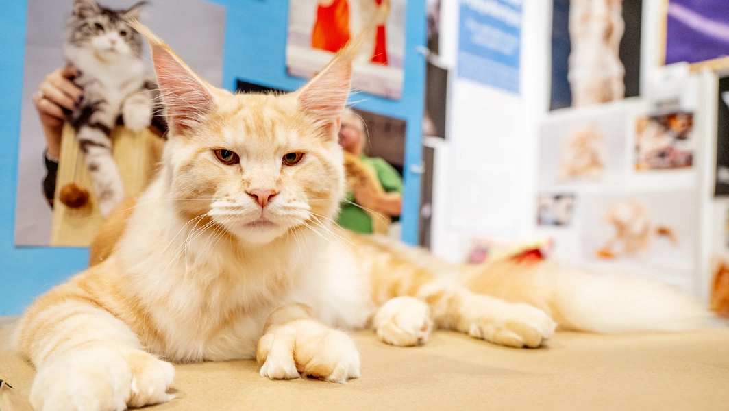 Maine coon paws, growth, and unique traits