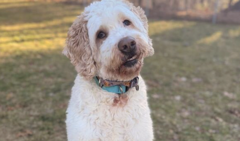 Wrigley is still waiting: This playful doodle just needs a safe & quiet ...
