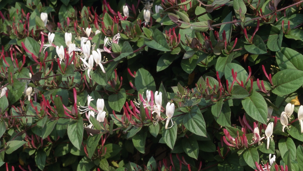 Invasive Asian bush honeysuckle and its impacts